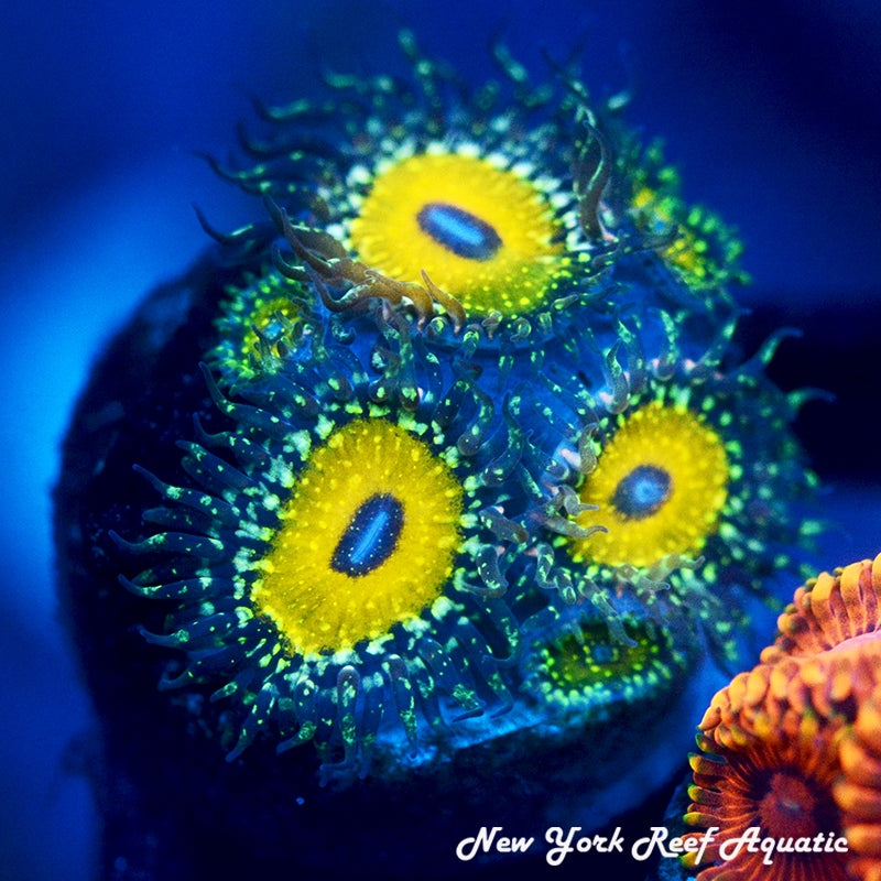 NYRA The GodBeast Zoanthids - SALE PRICE – New York Reef Aquatic