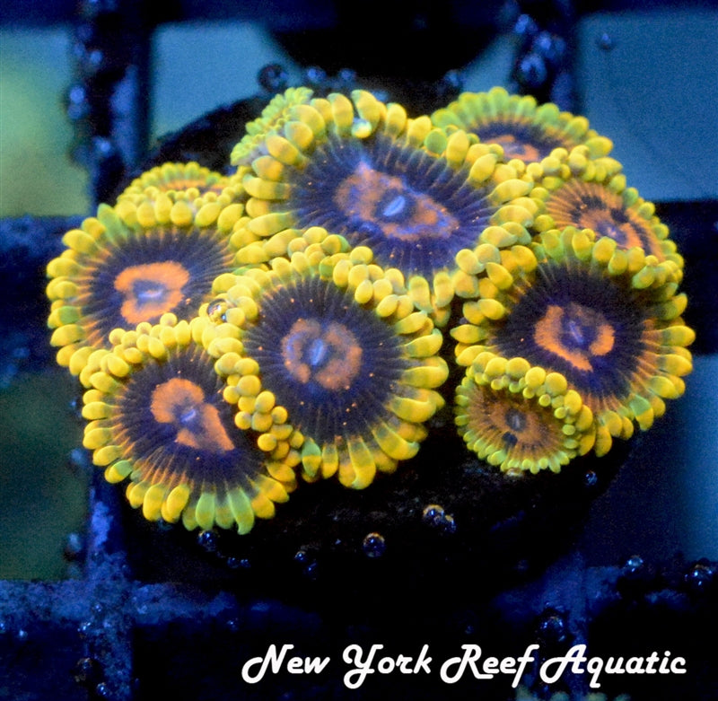 Mind Trick Zoanthids - 1 Polyp Frag – New York Reef Aquatic