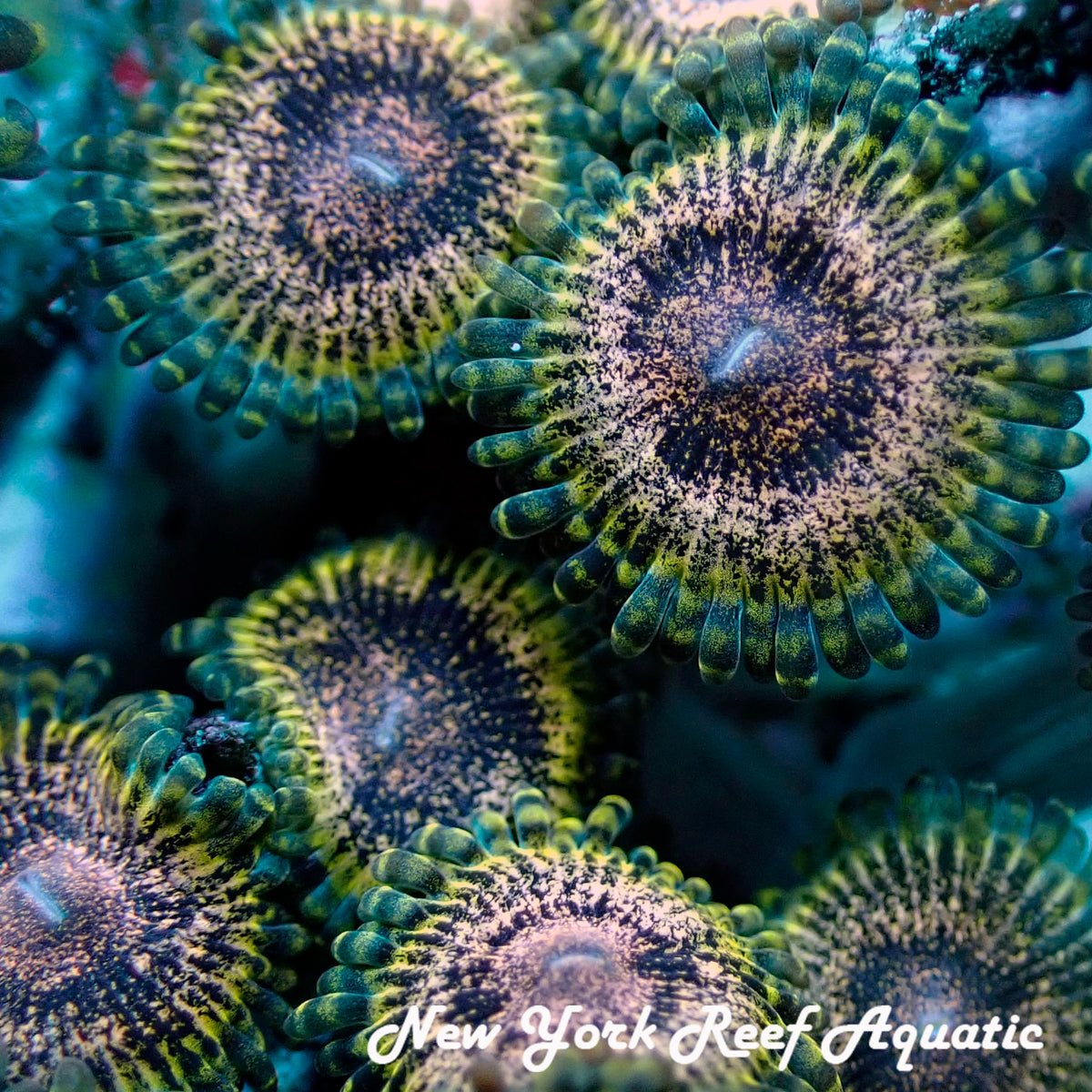 NYRA Frankenstein Zoanthid – New York Reef Aquatic