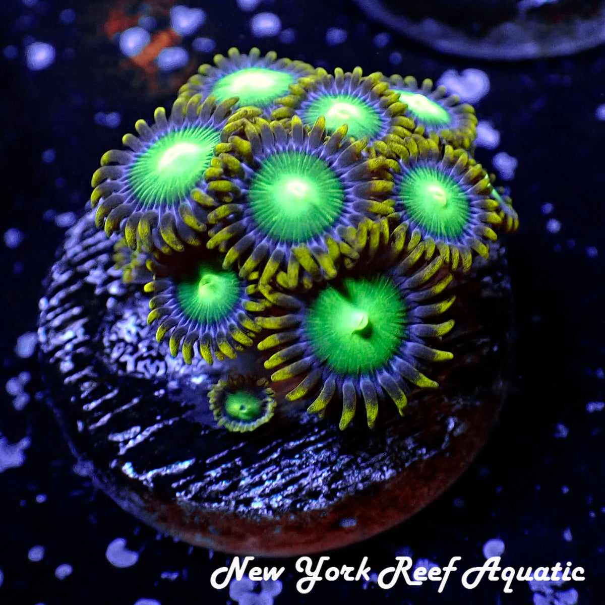 Radioactive Dragon Eye Zoanthid – New York Reef Aquatic