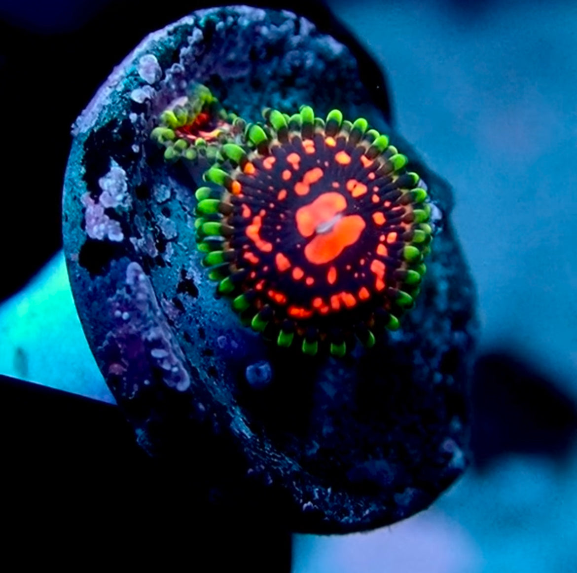 Reverse Hallucination Zoanthid 2 Polyp Frag – New York Reef Aquatic