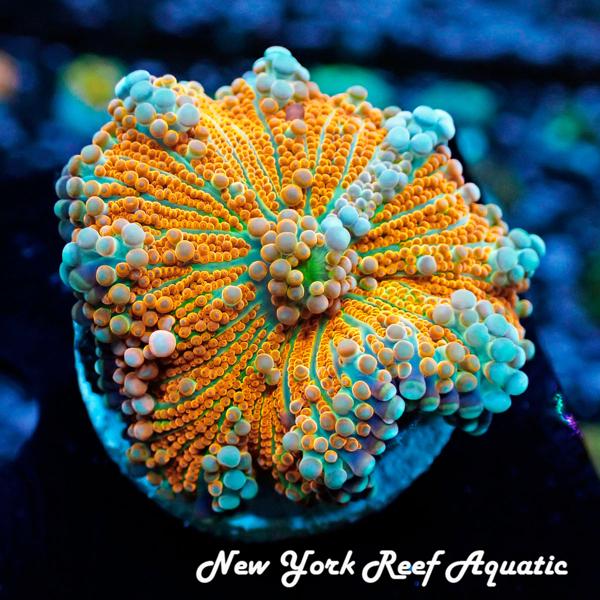 Orange Yuma Ultra – New York Reef Aquatic
