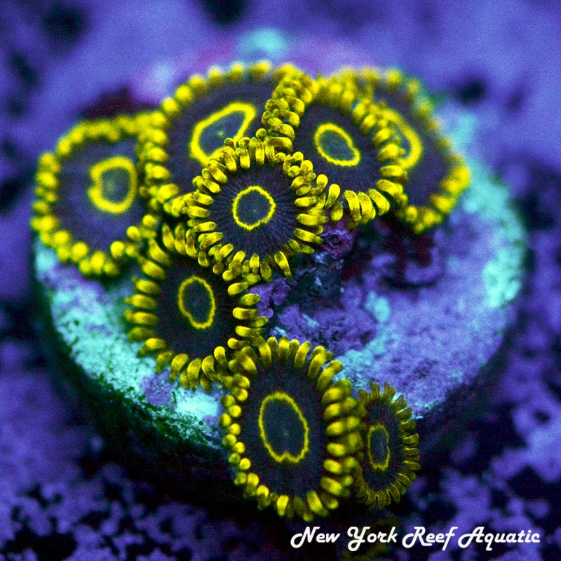 Blue Hornet Zoanthids – New York Reef Aquatic