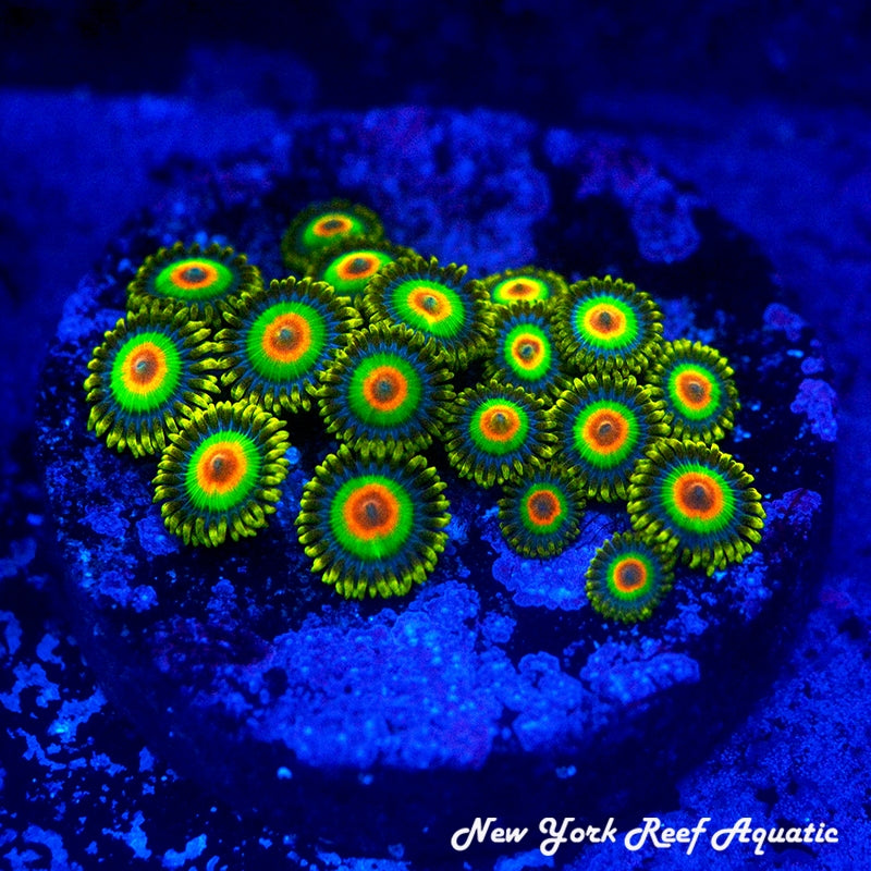 Rasta Zoanthids 3-5 Polyp Frag – New York Reef Aquatic