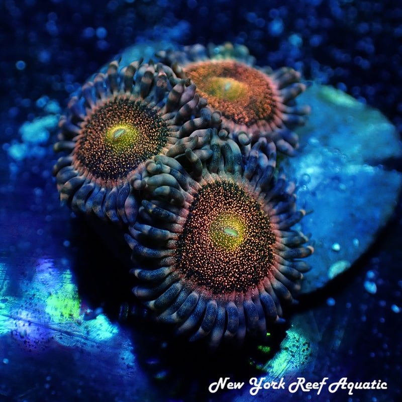Mohawk Zoanthid - 3-4 Polyp Frag – New York Reef Aquatic