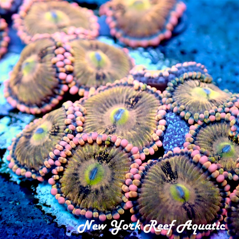 Alien Anti Venom Zoanthids – New York Reef Aquatic