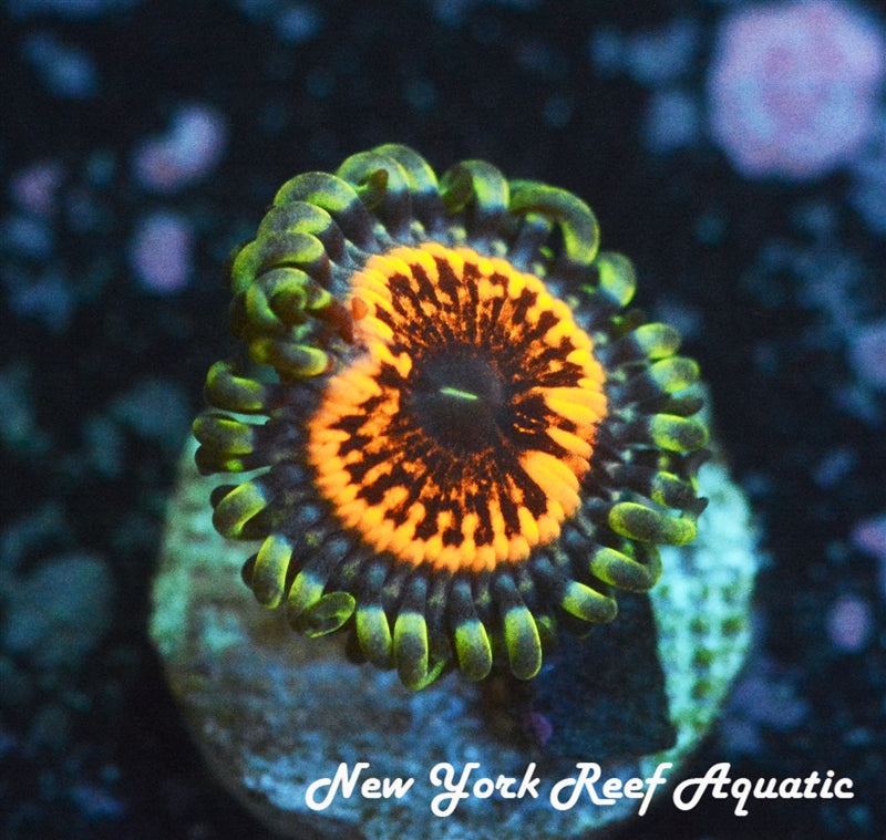 Armageddon Zoanthid – New York Reef Aquatic