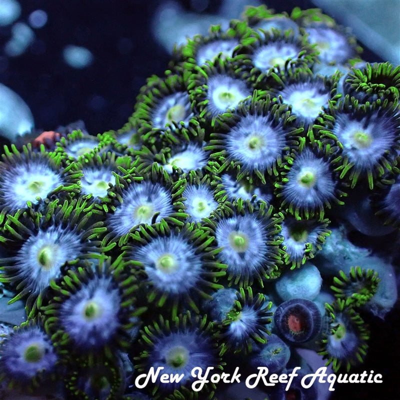 Blue Star Gazer Zoanthid 5-8 Polyp Frag – New York Reef Aquatic