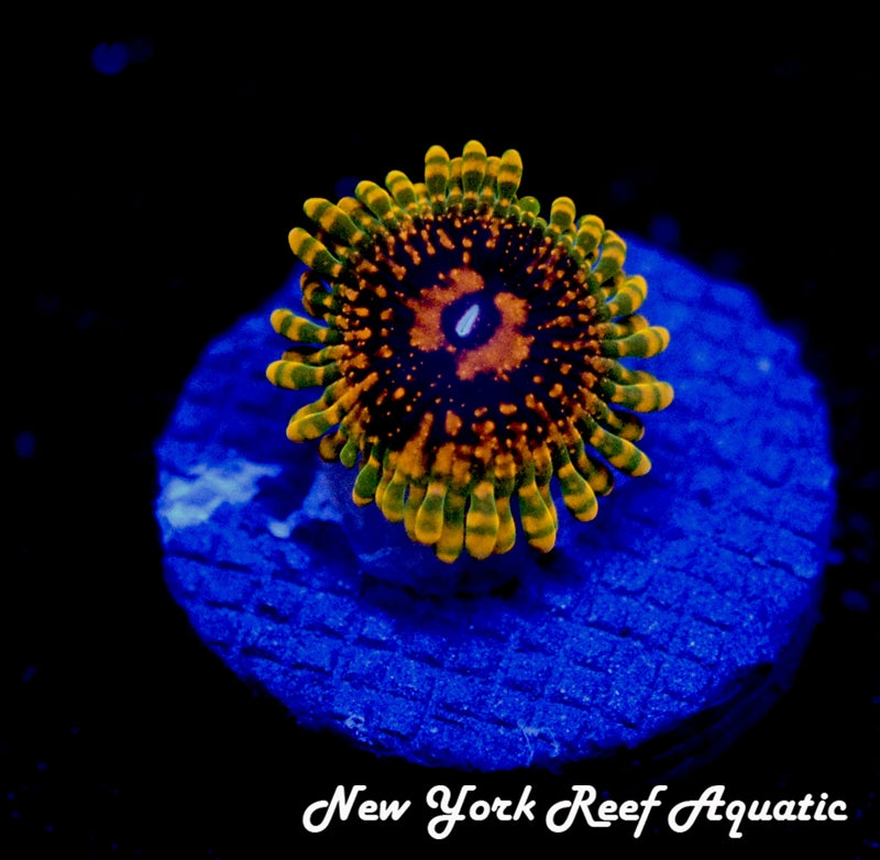 GMK Grand Master Krak Zoanthids - SALE SPECIAL!! – New York Reef Aquatic