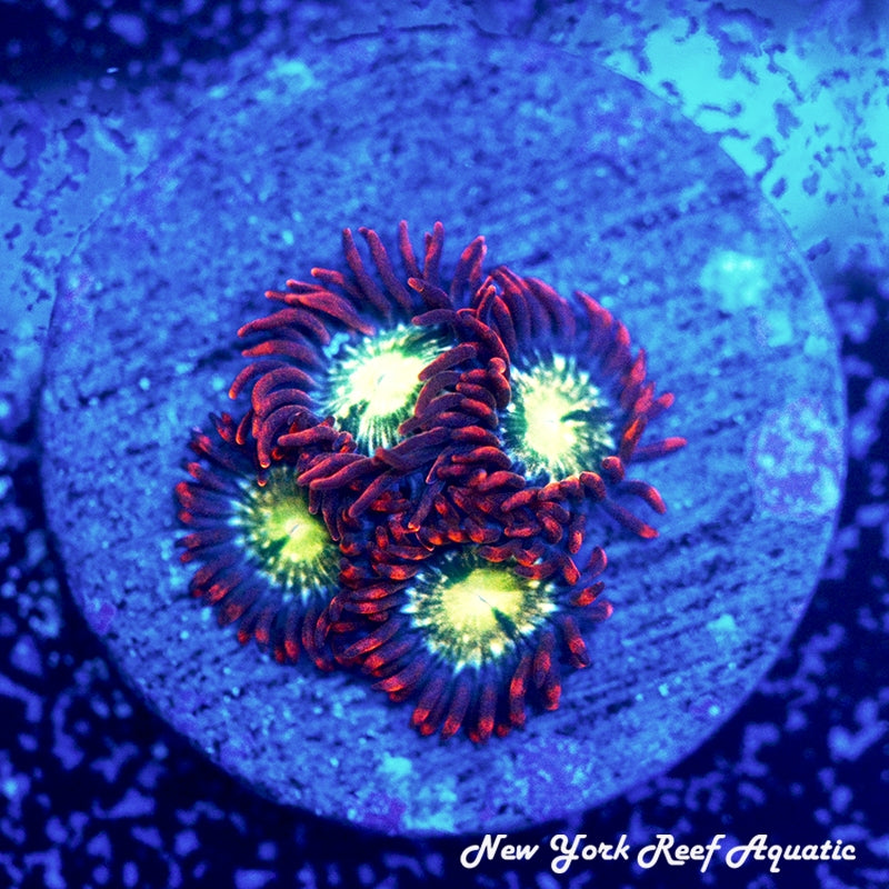 Japanese Sunburst Zoanthids 4-6 Polyp Frag – New York Reef Aquatic