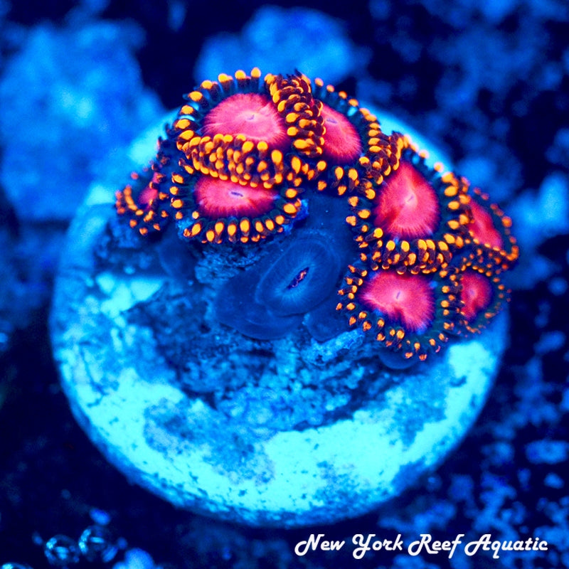 KH Sunburst Zoanthids 4-7 Polyp Frag - SALE SPECIAL! – New York Reef ...