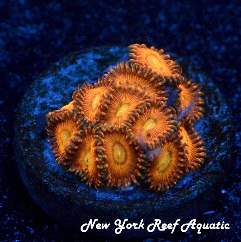 NYRA Inferno Zoanthid – New York Reef Aquatic