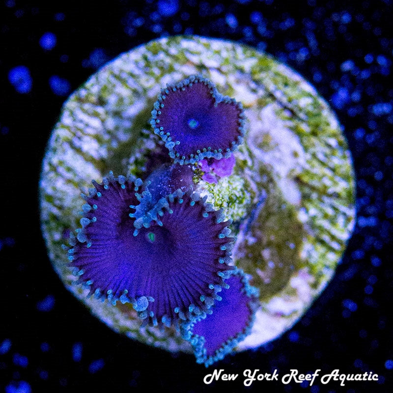 Purple Death Palythoa 2 POLYP FRAG – New York Reef Aquatic