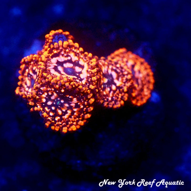 Utter Chaos Zoanthids – New York Reef Aquatic