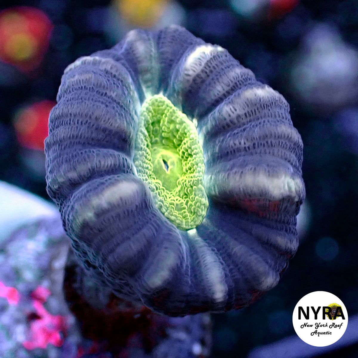 New York Reef Aquatic