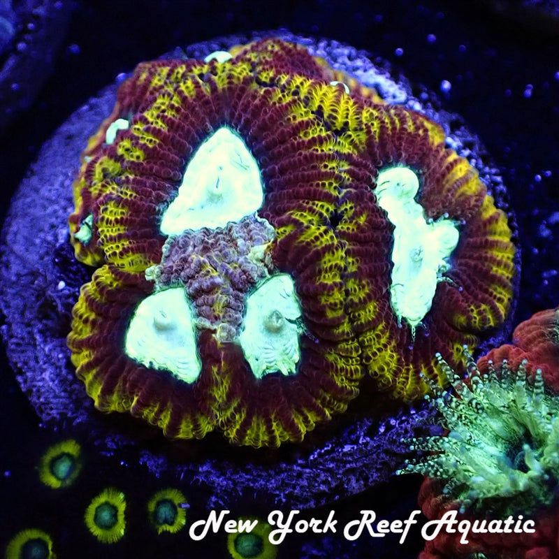 Ultron Favia LPS – New York Reef Aquatic