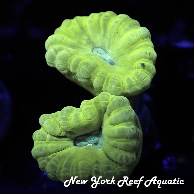 Lime Green Candy Cane LPS - 2 Heads – New York Reef Aquatic