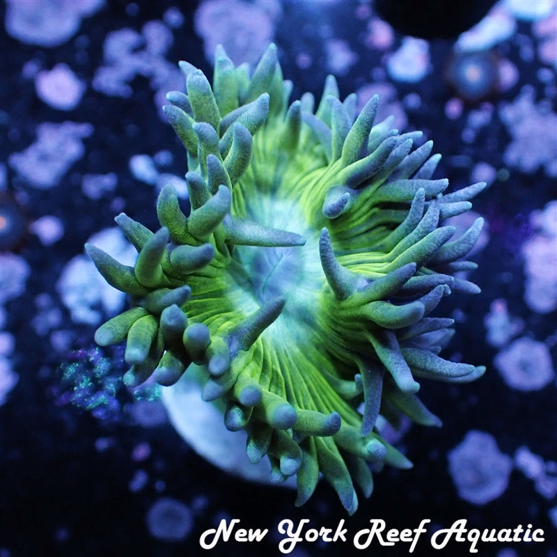 LPS & SPS & Soft Corals – New York Reef Aquatic