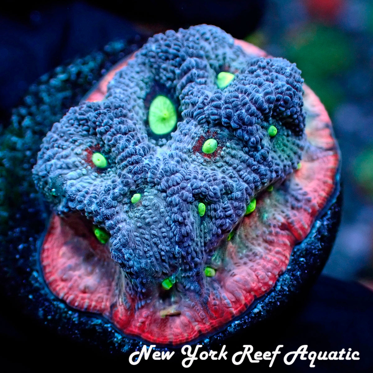 New York Reef Aquatic