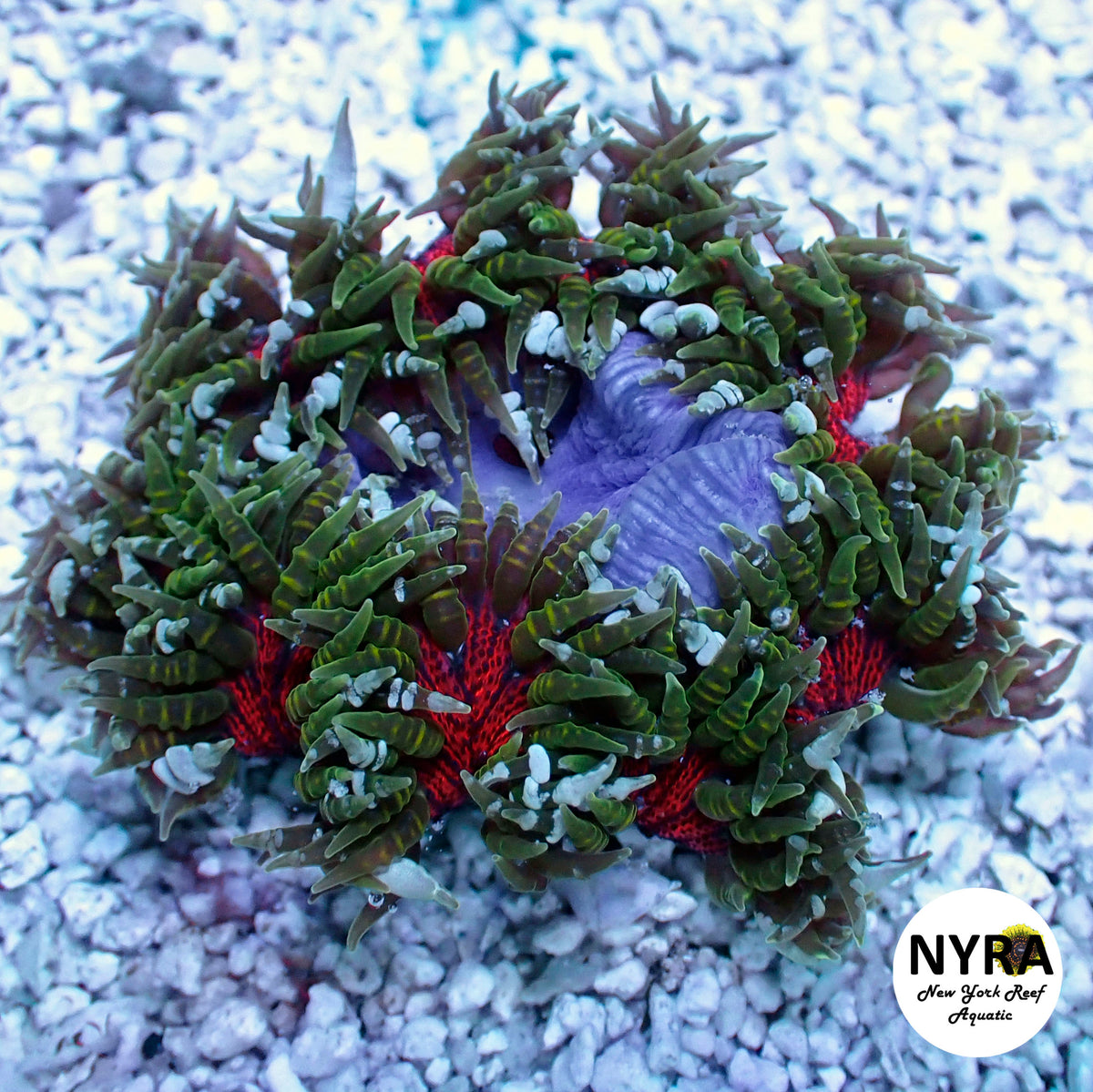 New York Reef Aquatic