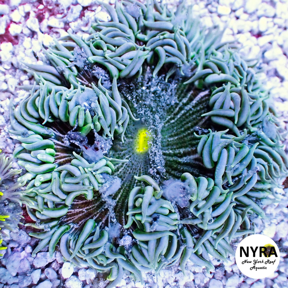 New York Reef Aquatic