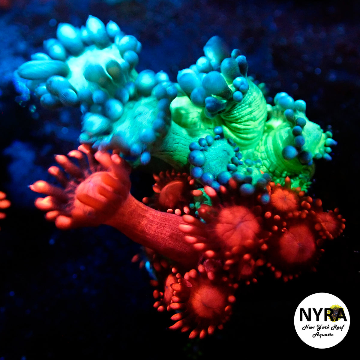 New York Reef Aquatic