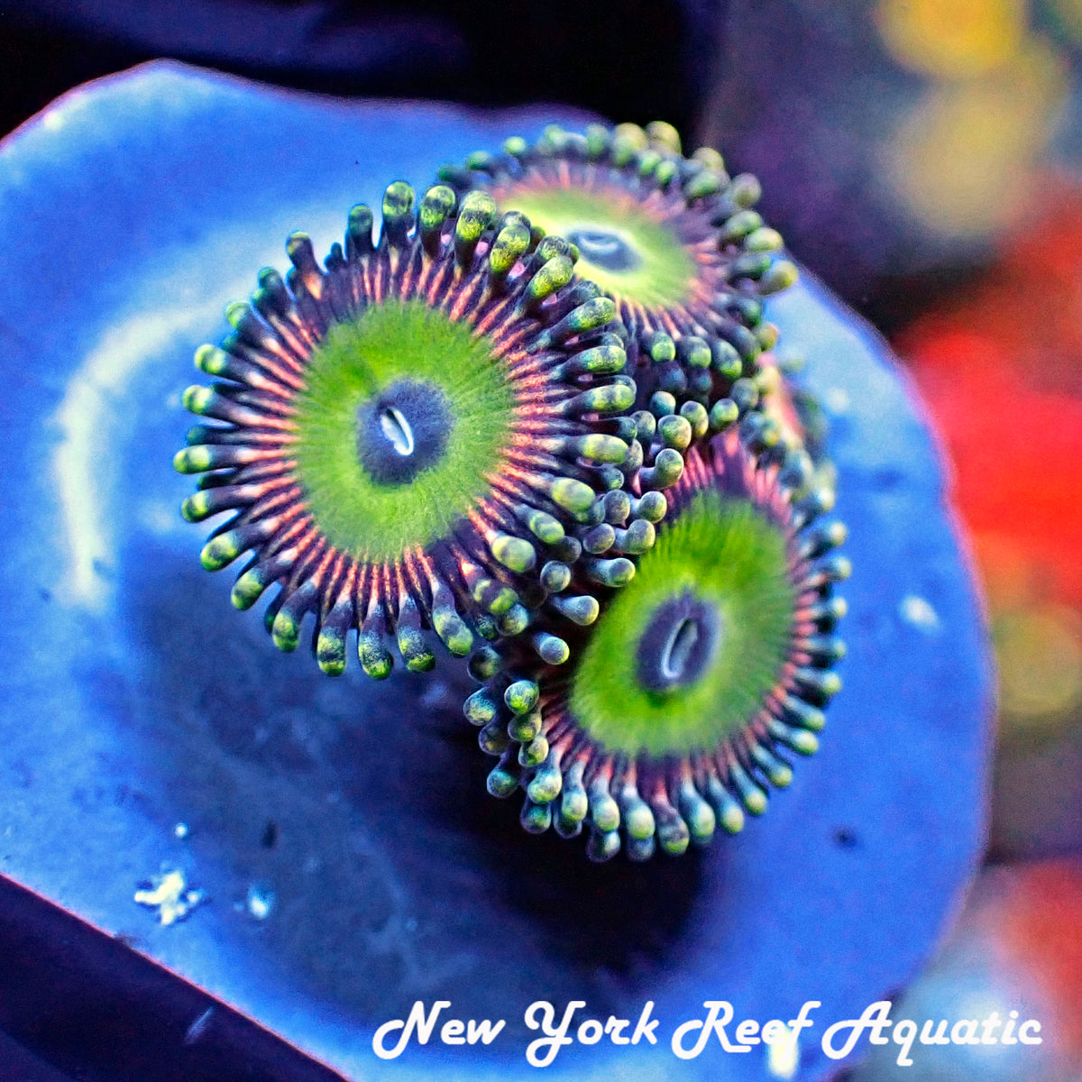 Candy Apple Pink Zoanthid – New York Reef Aquatic