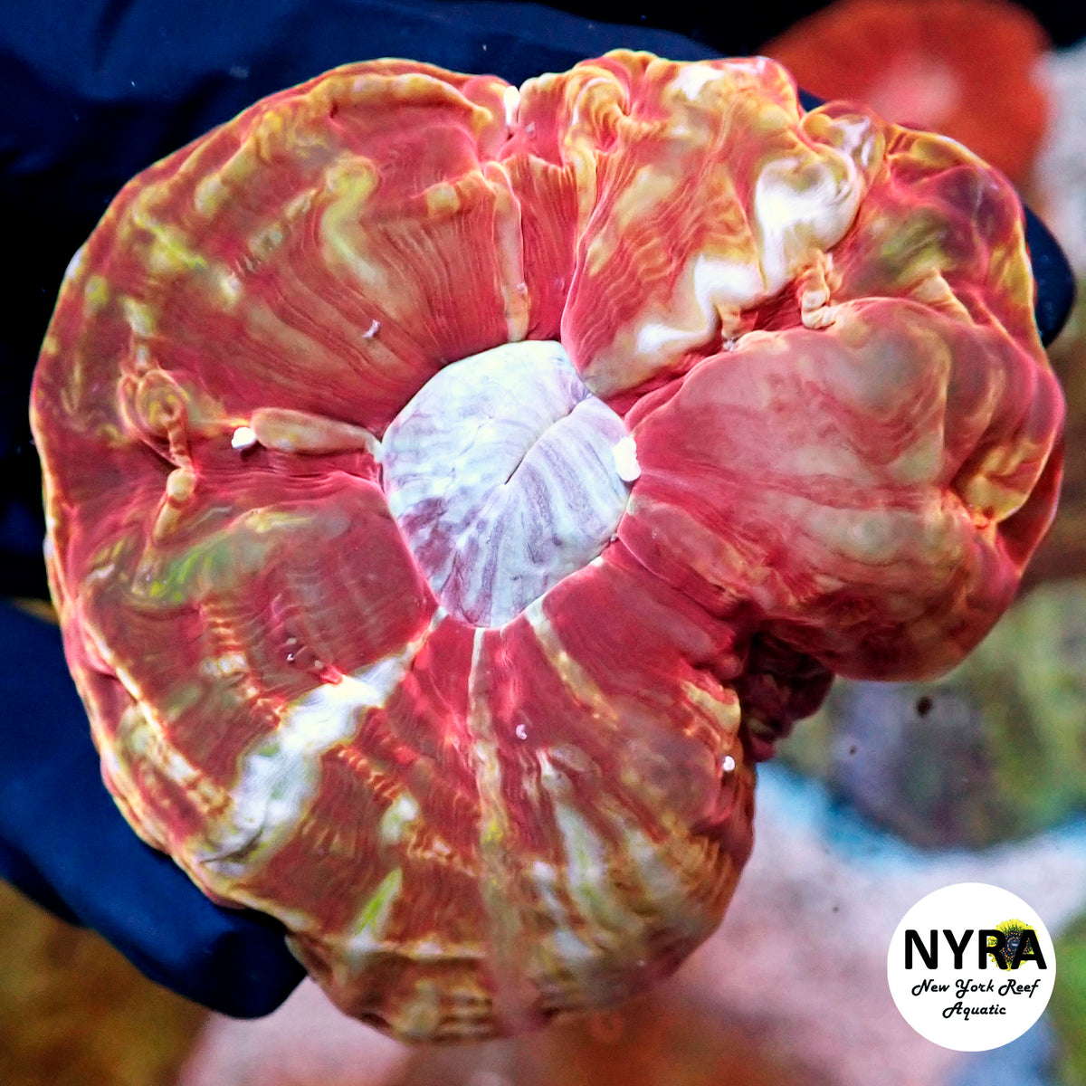 New York Reef Aquatic