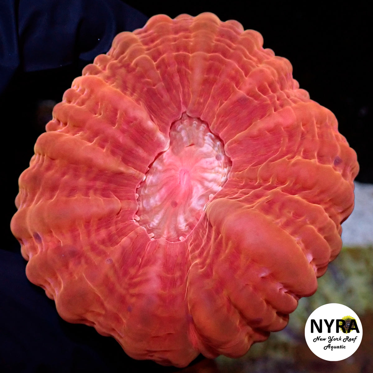 NYRA Grapefruit Cynaria – New York Reef Aquatic
