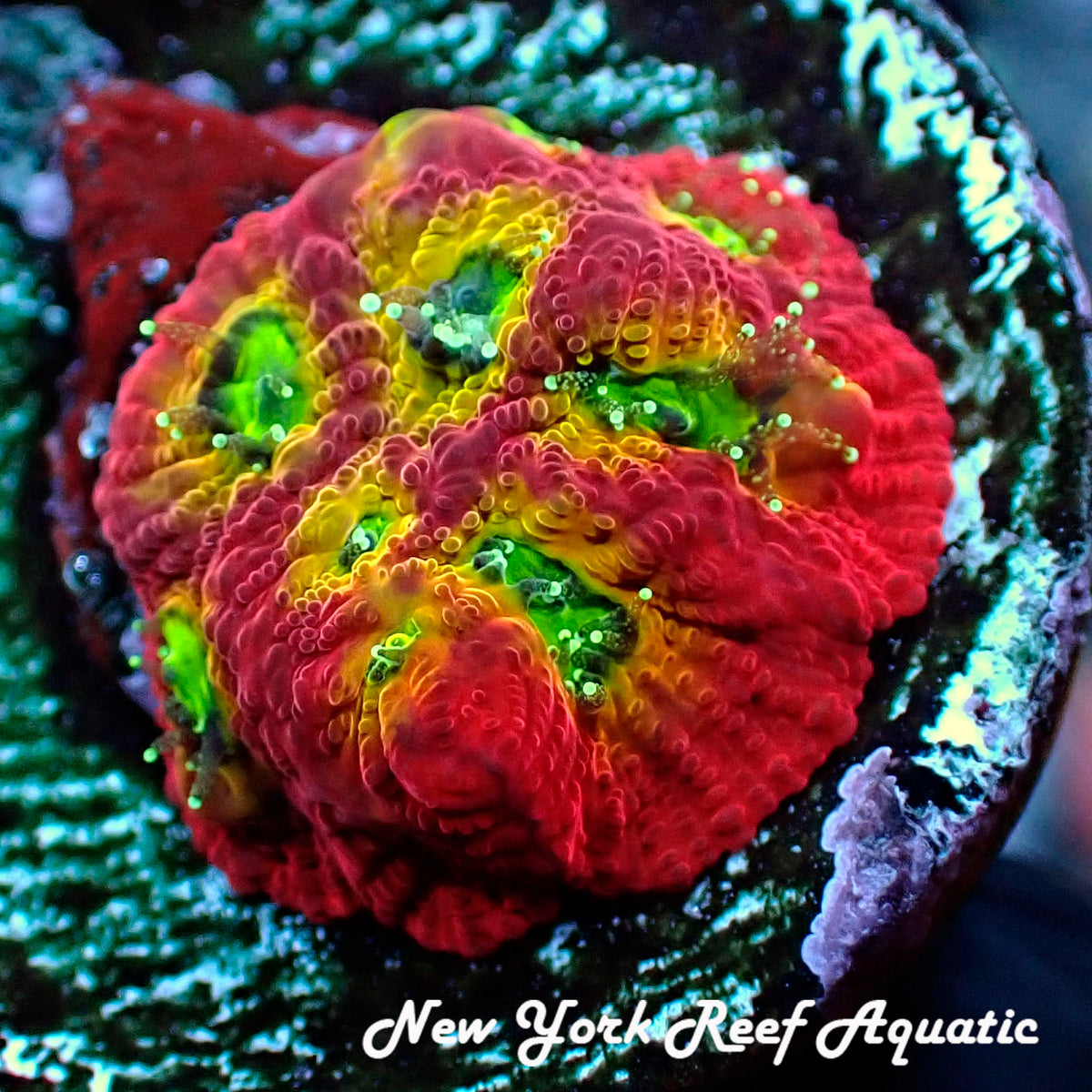 New York Reef Aquatic