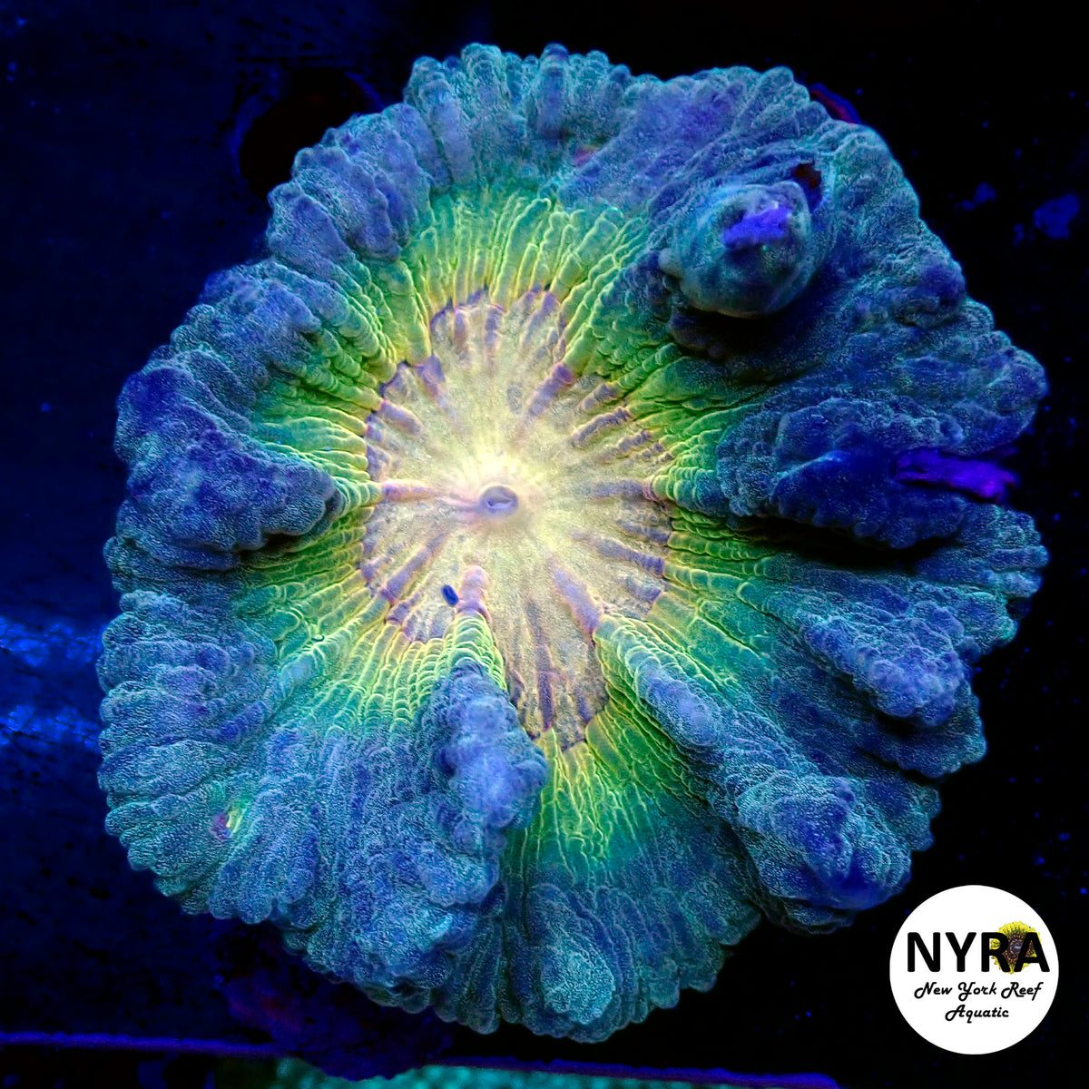 WYSIWYG Galactic Spikes Pectinia – New York Reef Aquatic