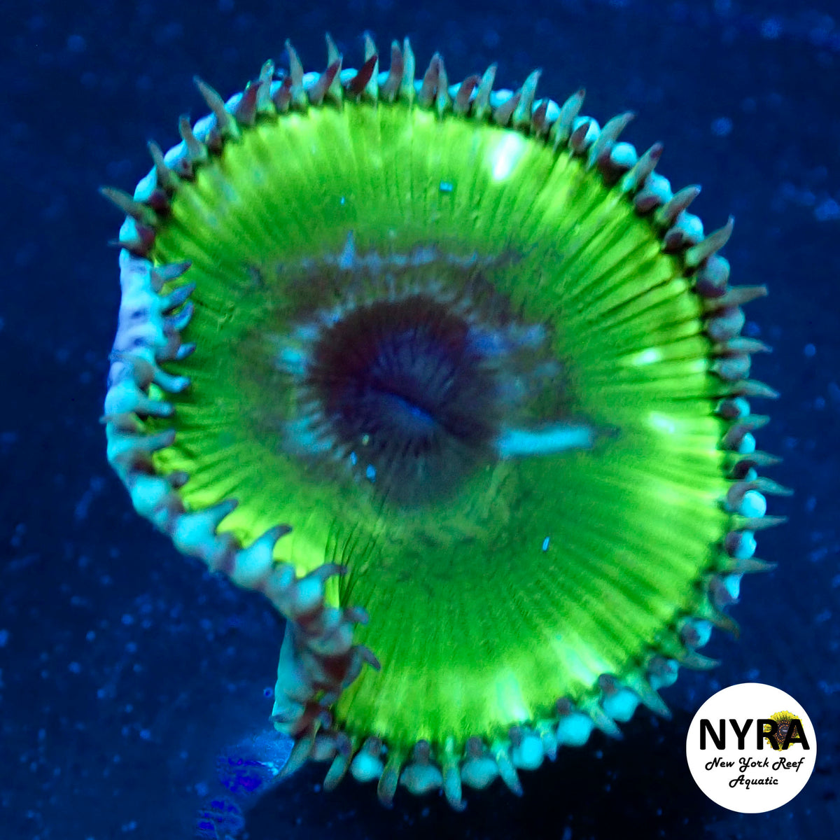 Grandis Paly – New York Reef Aquatic