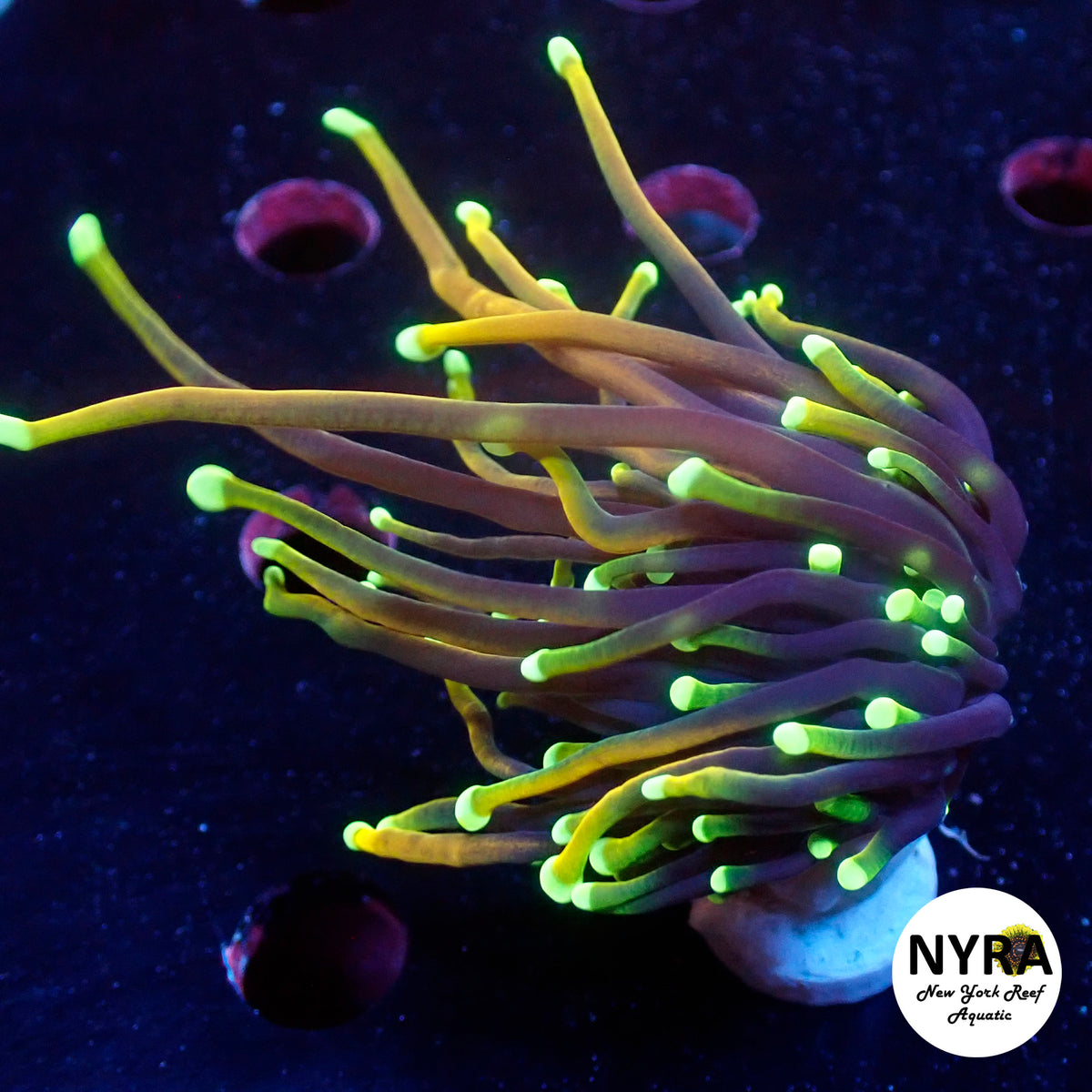 NYRA Hellfire Torch – New York Reef Aquatic