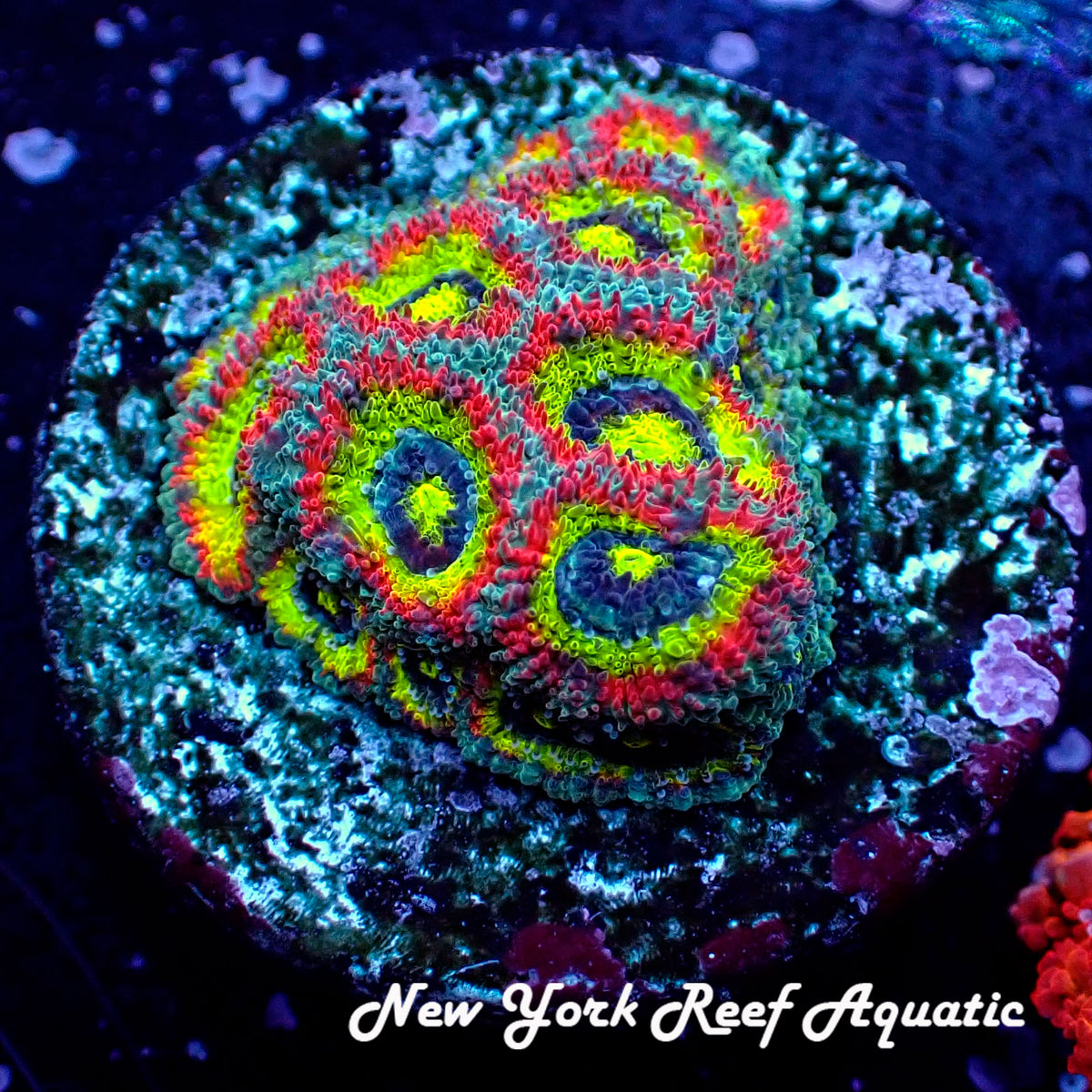 Holy Grail Micromussa – New York Reef Aquatic
