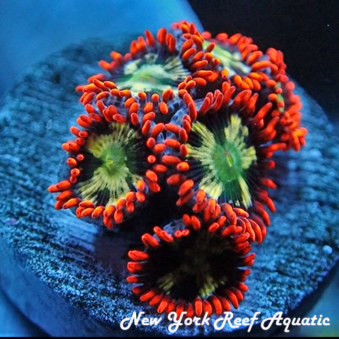 Japanese Sunburst Zoanthids 4-6 Polyp Frag – New York Reef Aquatic