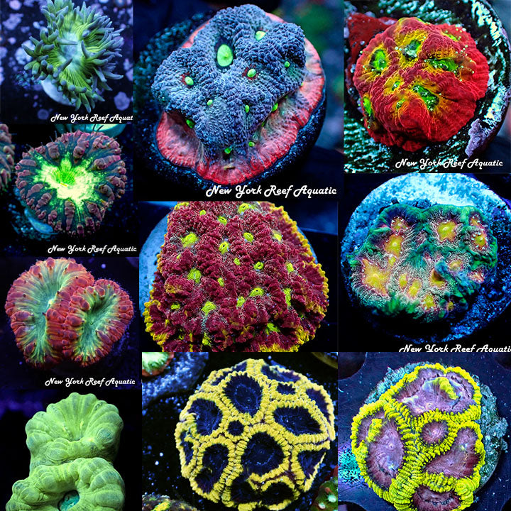 LPS/SPS Supreme Coral 5 Pack – New York Reef Aquatic