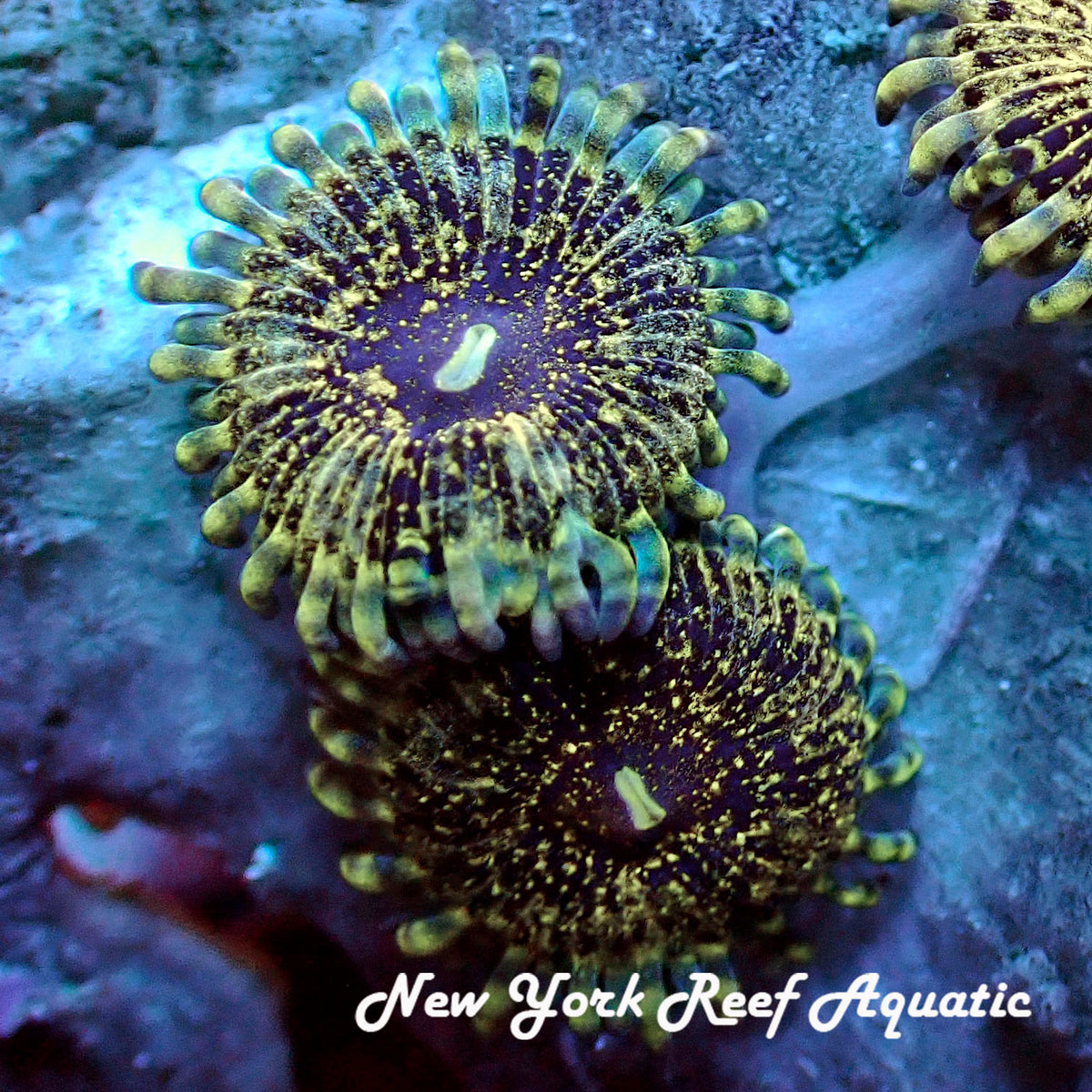 NYRA APEX Zoanthid – New York Reef Aquatic