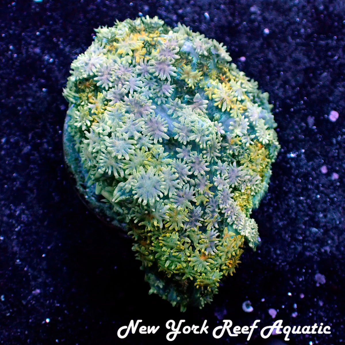 New York Reef Aquatic
