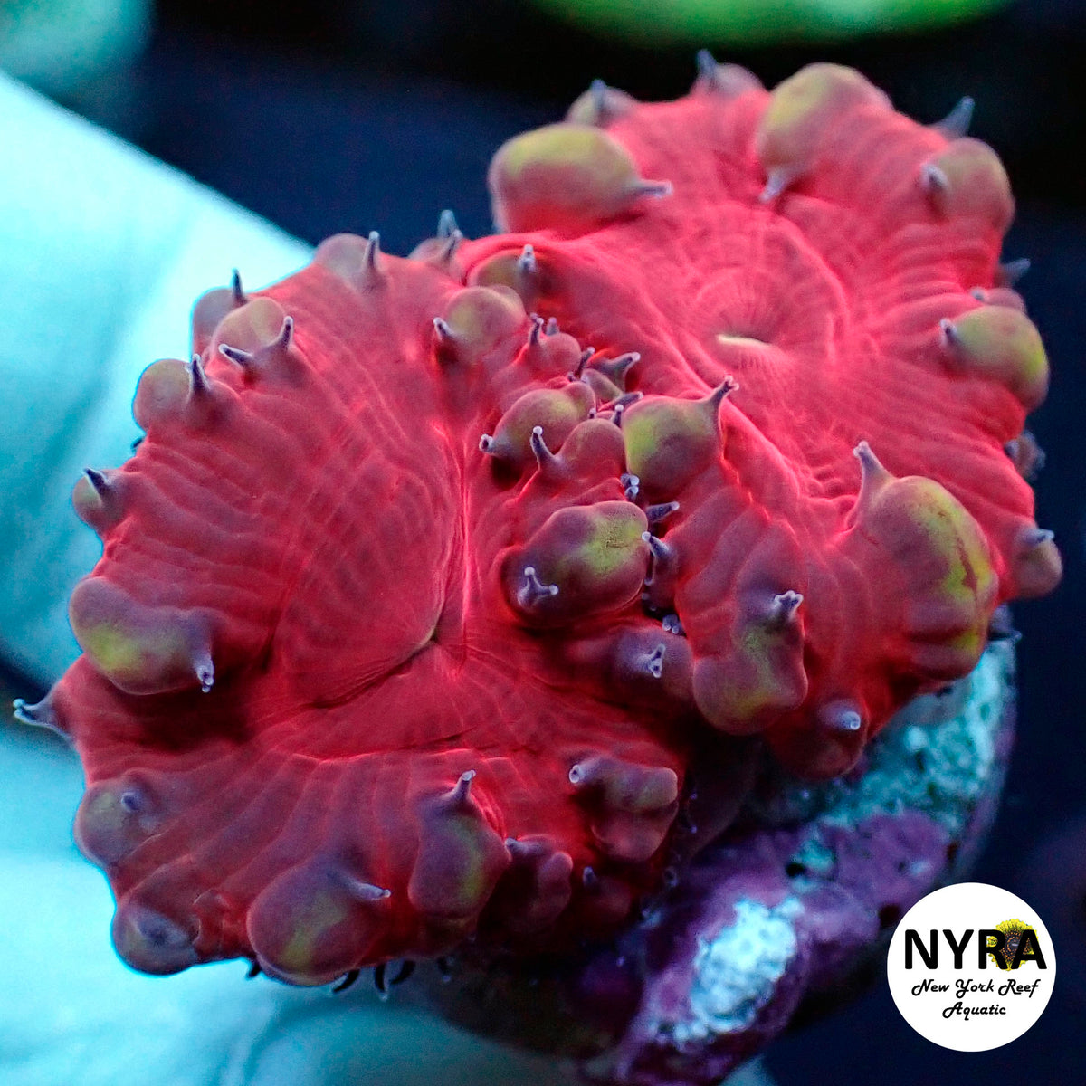 NYRA Fireworks Blasto 2 Head WYSIWYG – New York Reef Aquatic