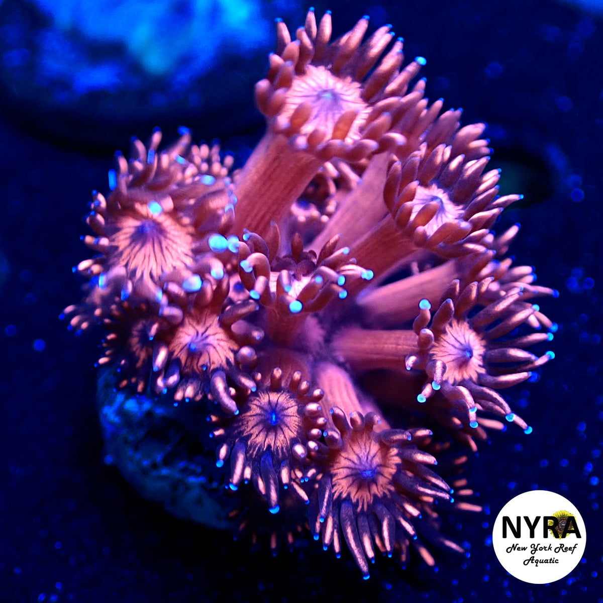 New York Reef Aquatic
