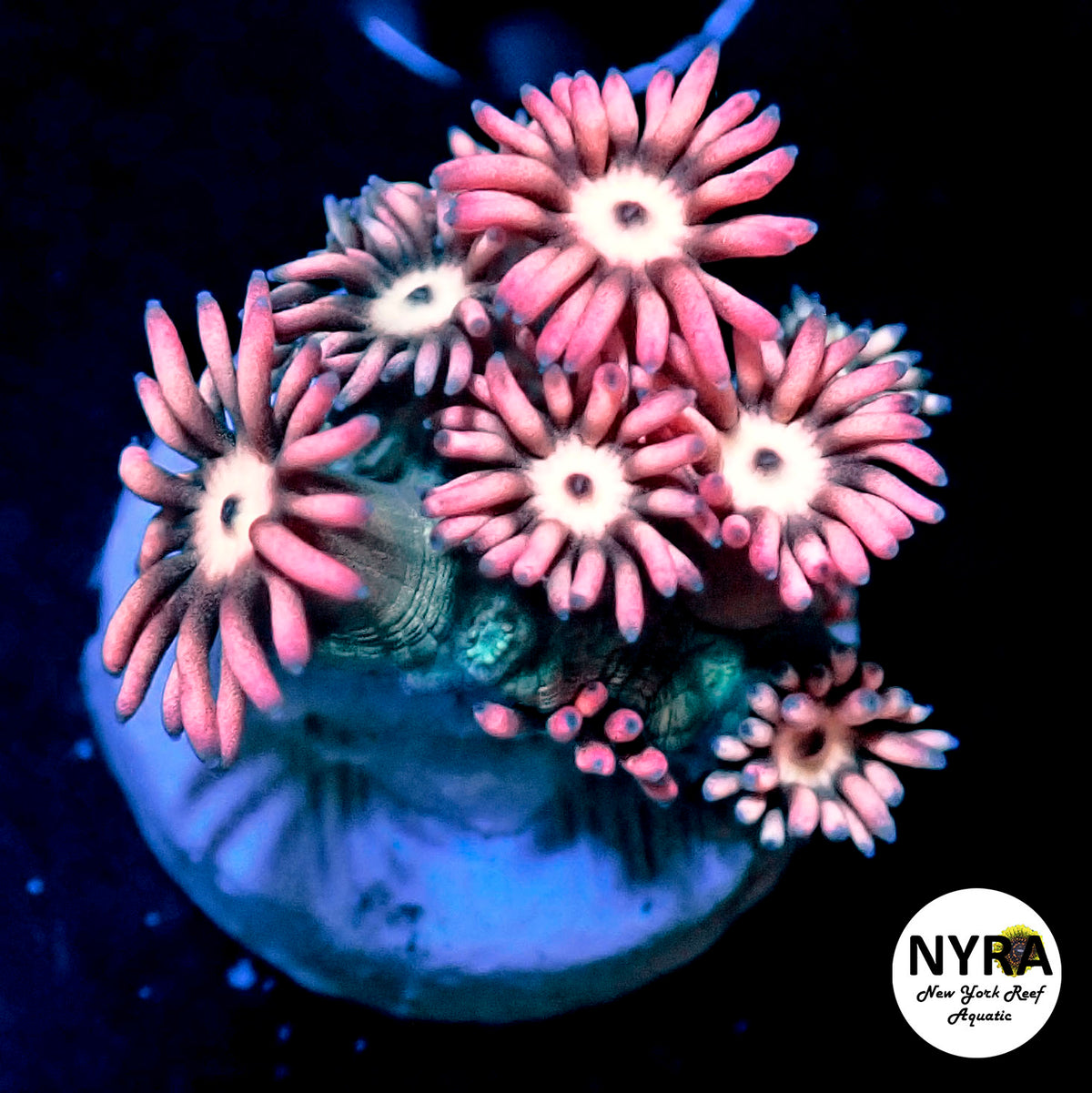 New York Reef Aquatic