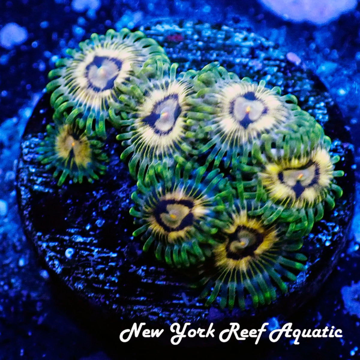 New York Reef Aquatic
