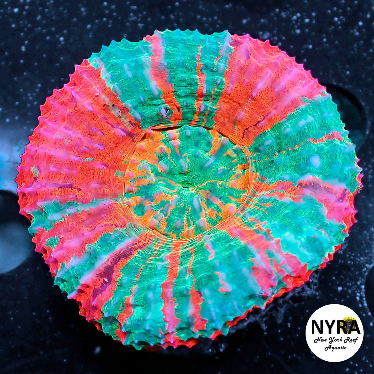 NYRA Multicolor Master Scoly – New York Reef Aquatic