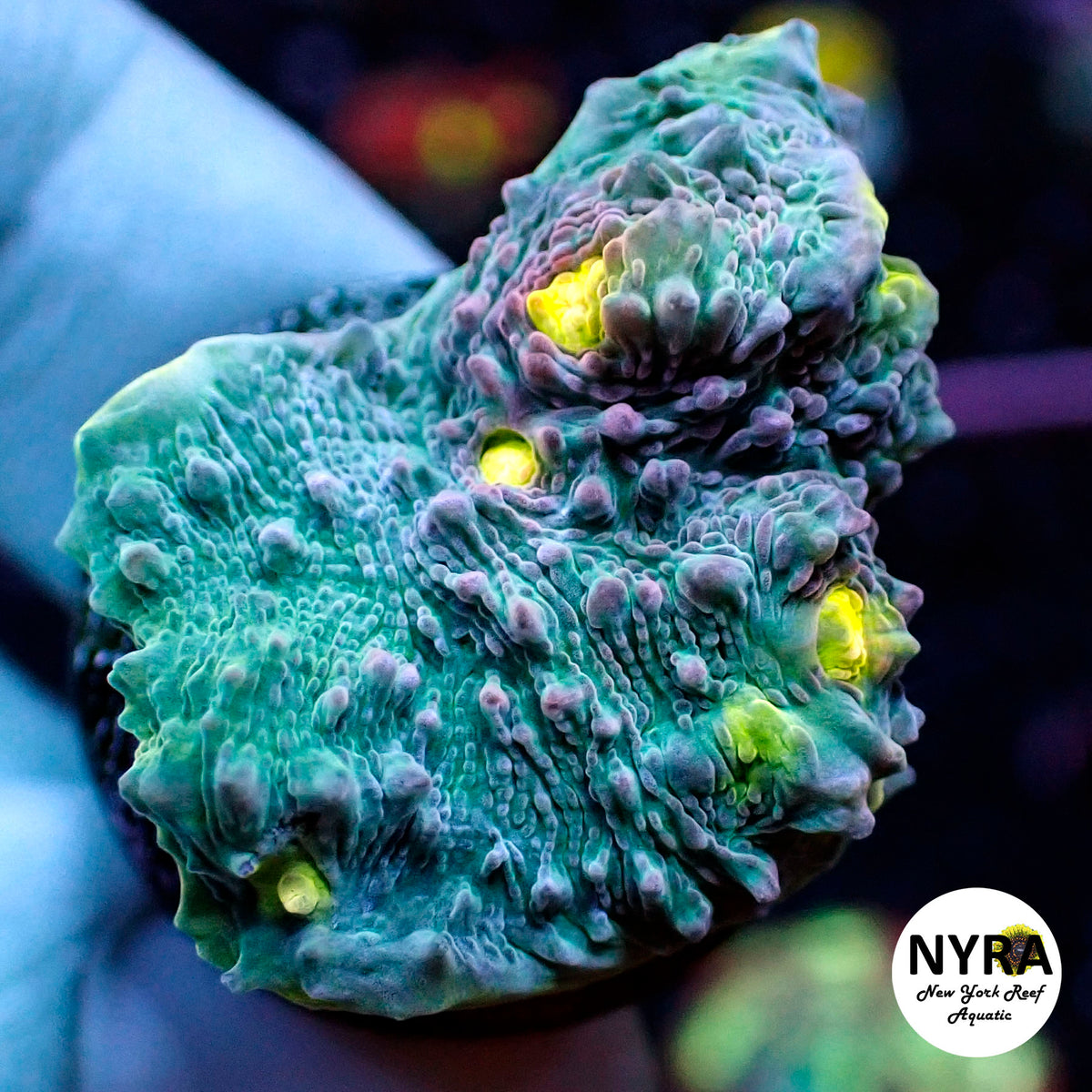 NYRA Pearl Berry Chalice – New York Reef Aquatic