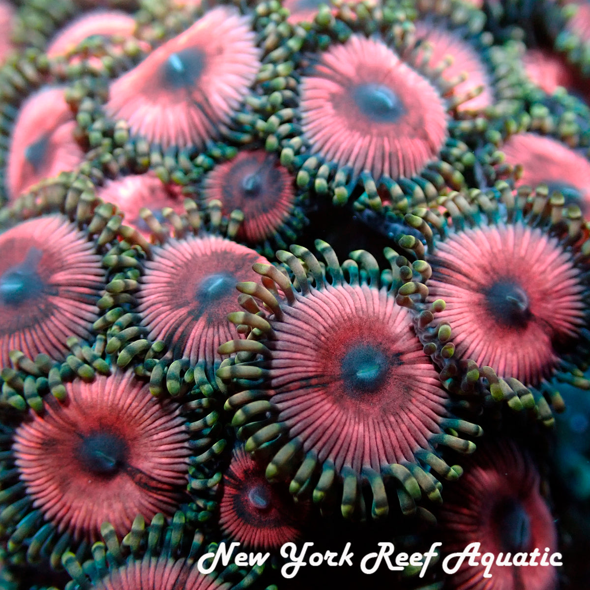New York Reef Aquatic
