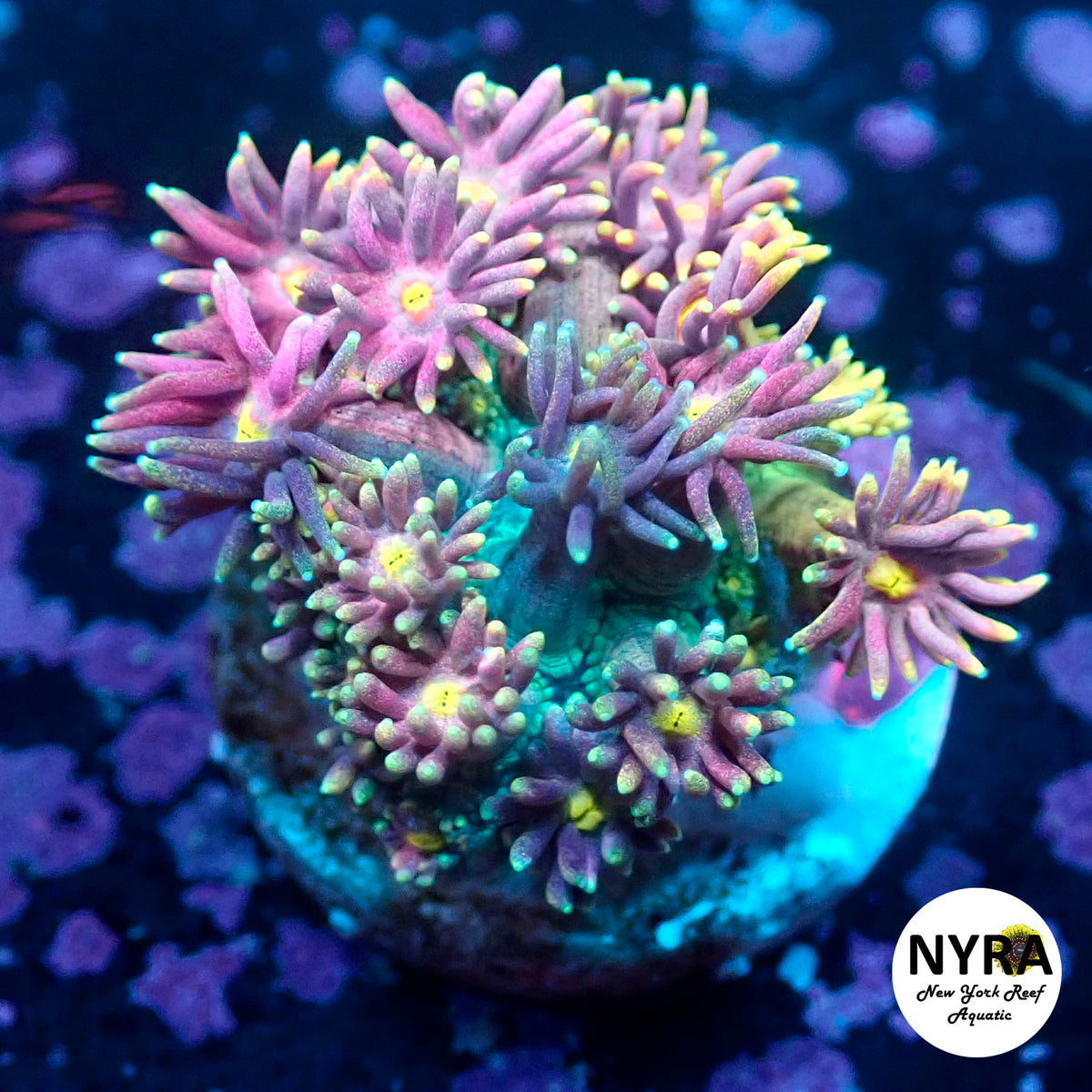 New York Reef Aquatic