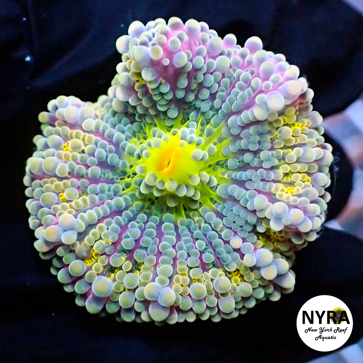 NYRA Skittle Drops Yuma – New York Reef Aquatic