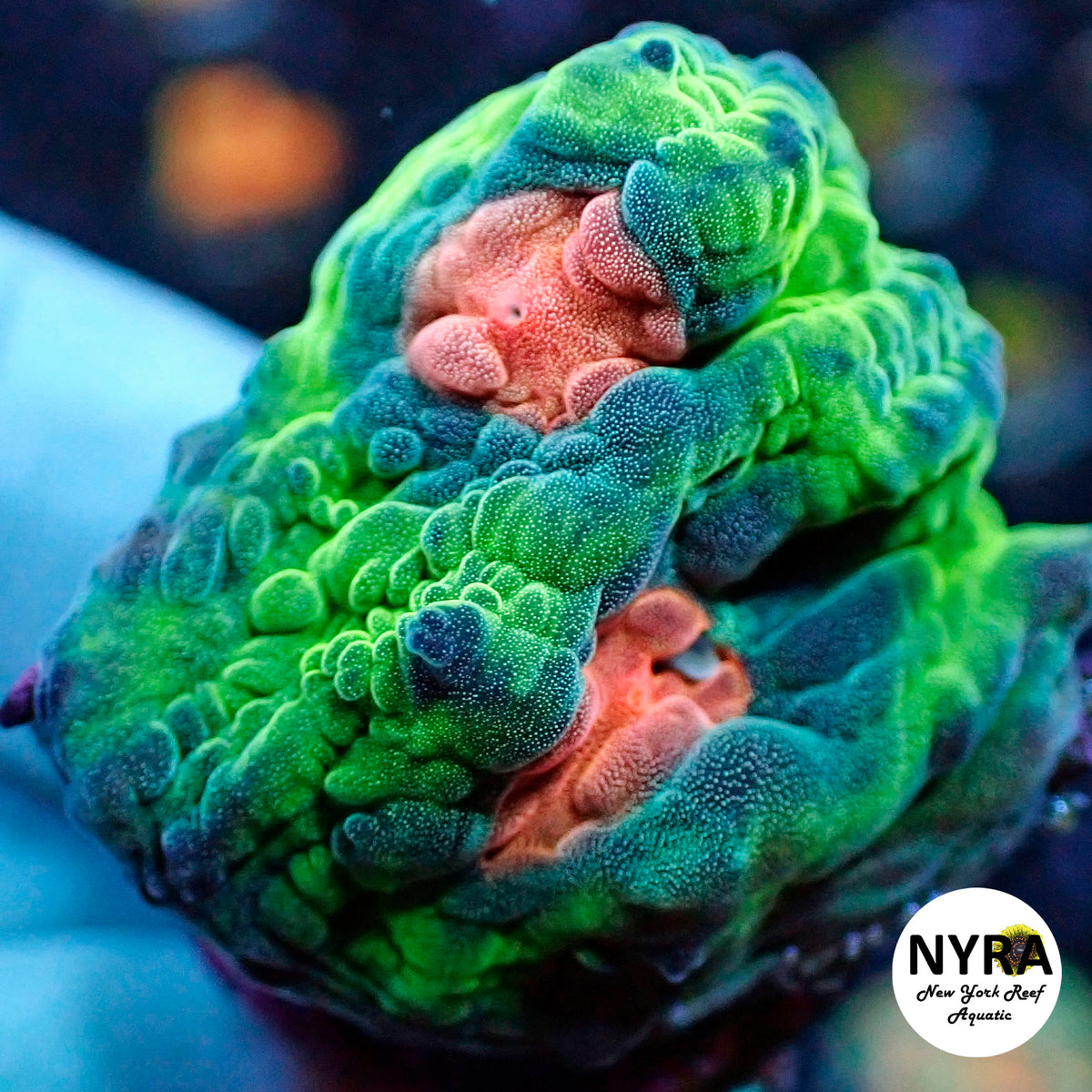 New York Reef Aquatic