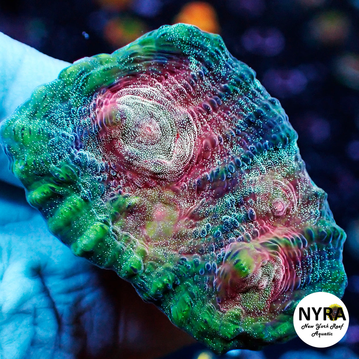 New York Reef Aquatic