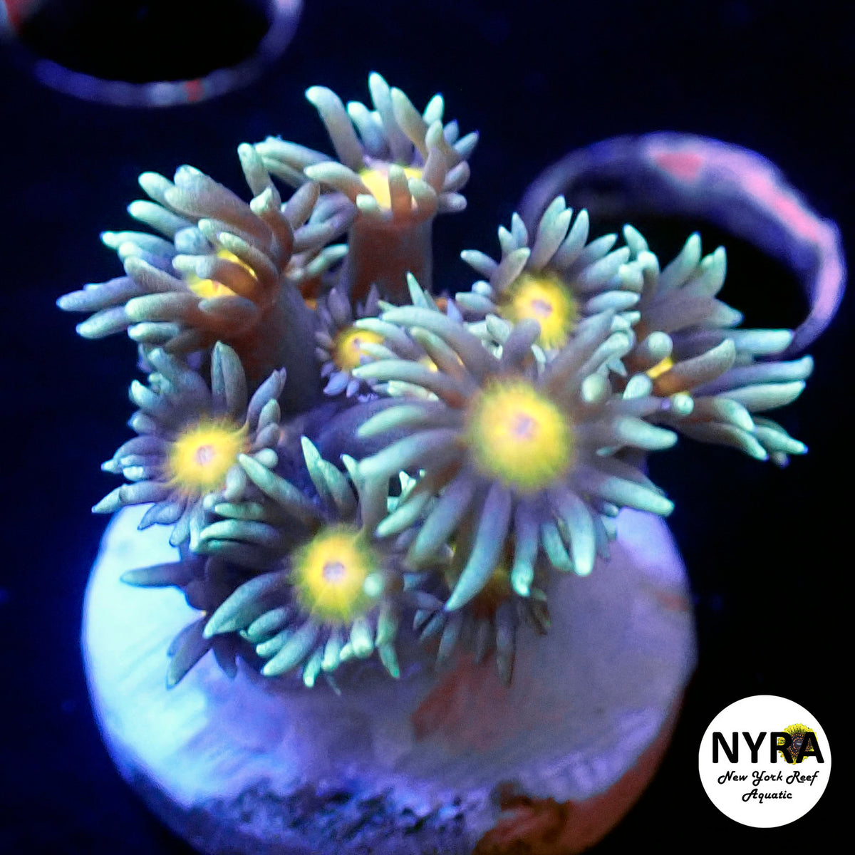 NYRA Yellow Eye Guy Goni – New York Reef Aquatic